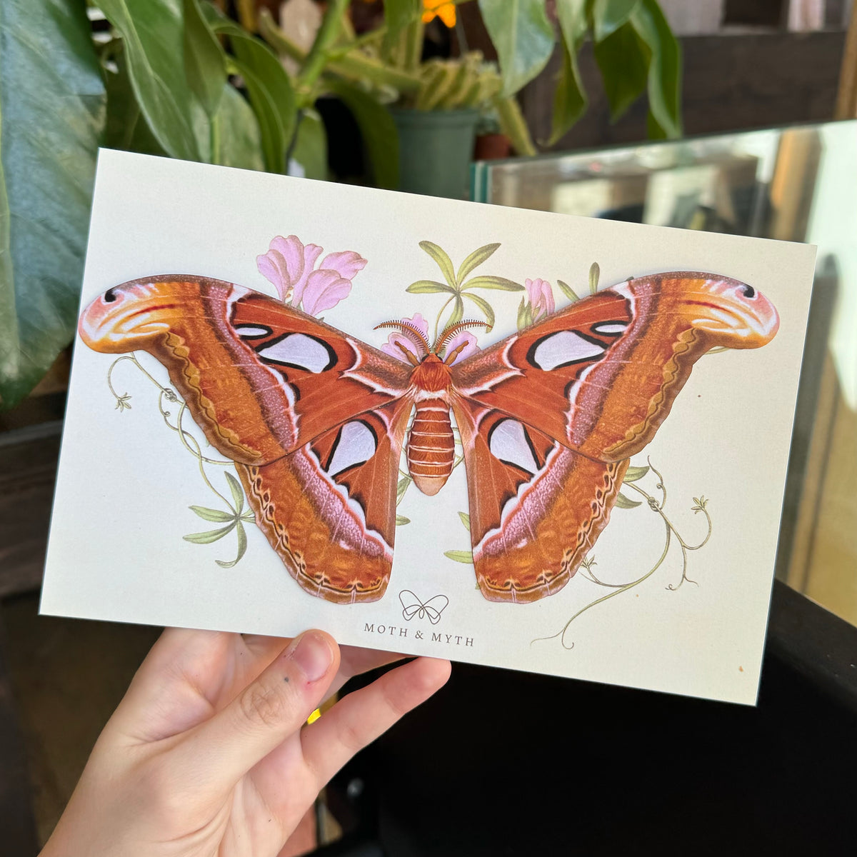 Atlas Moth Paper Replica – Heim Iowa City