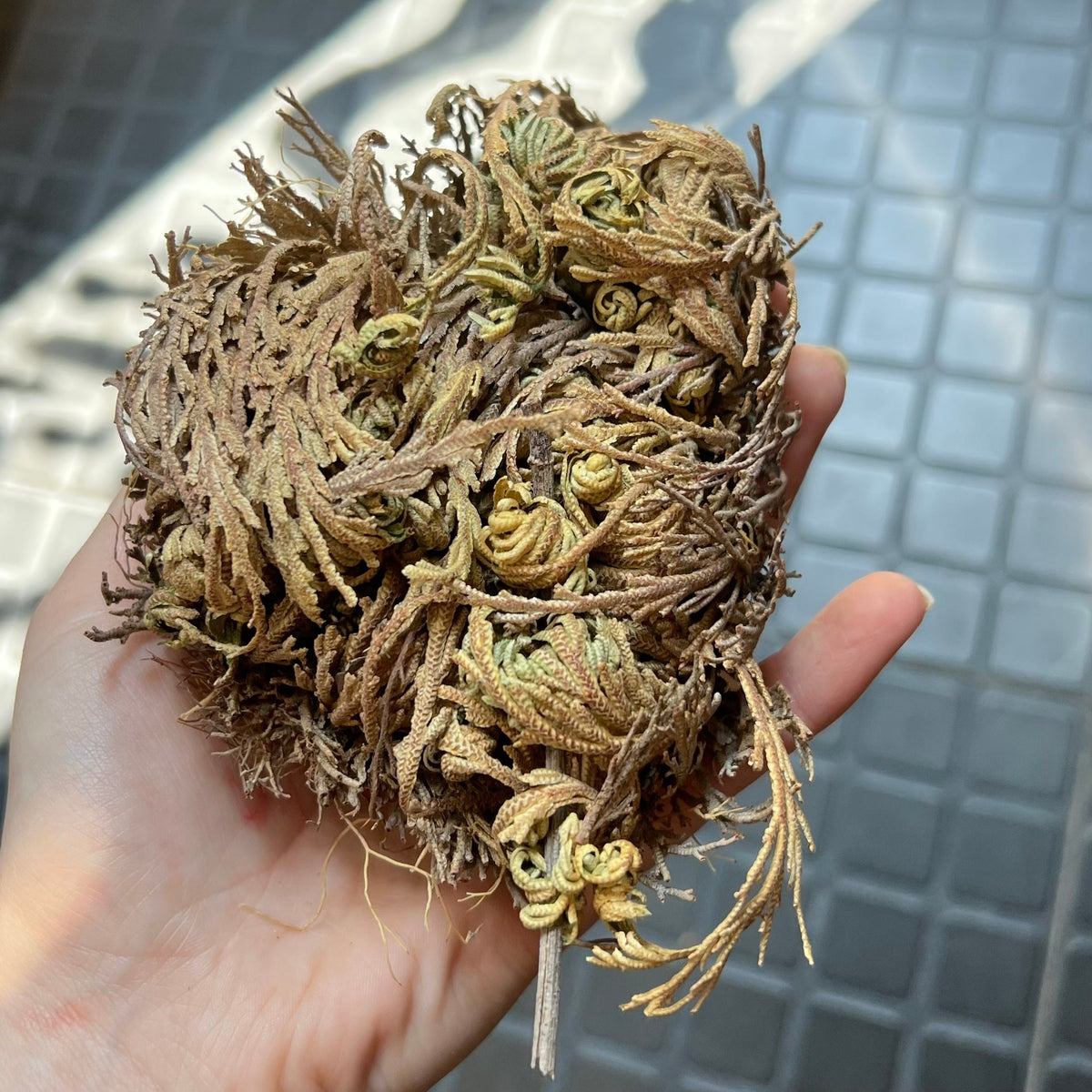 Resurrection Plant – Heim Iowa City